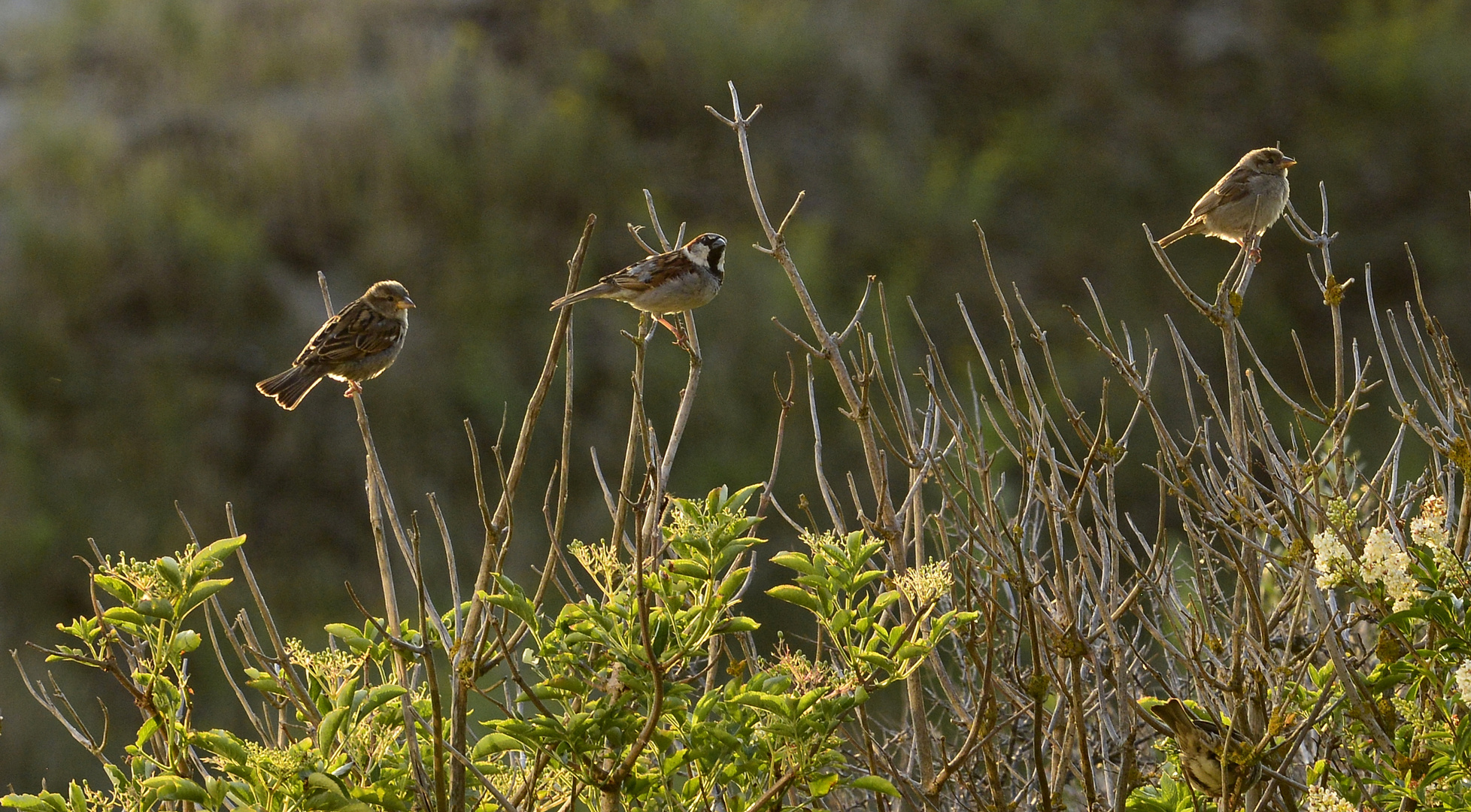 La famille moineaux photo et image | animaux, animaux sauvages, oiseaux ...