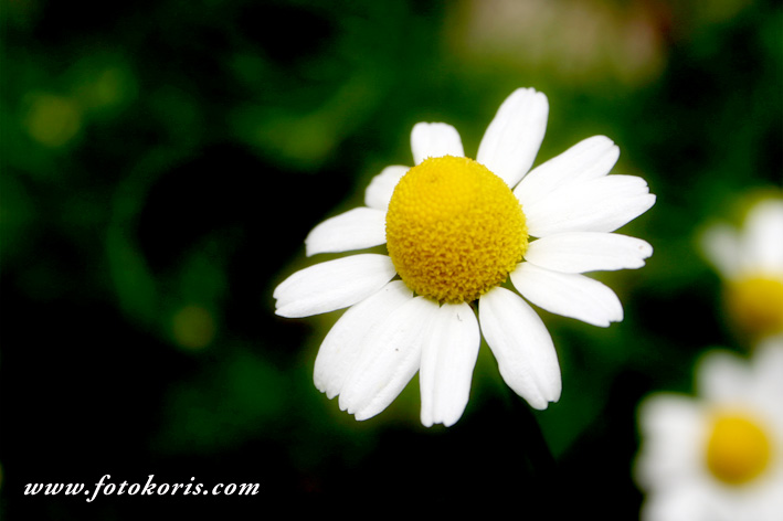 la famosa flor de manzanilla Imagen & Foto | plantas, naturaleza Fotos ...