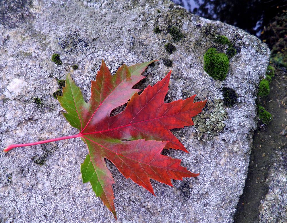 La feuille .... photo et image | europe, france, bretagne Images ...