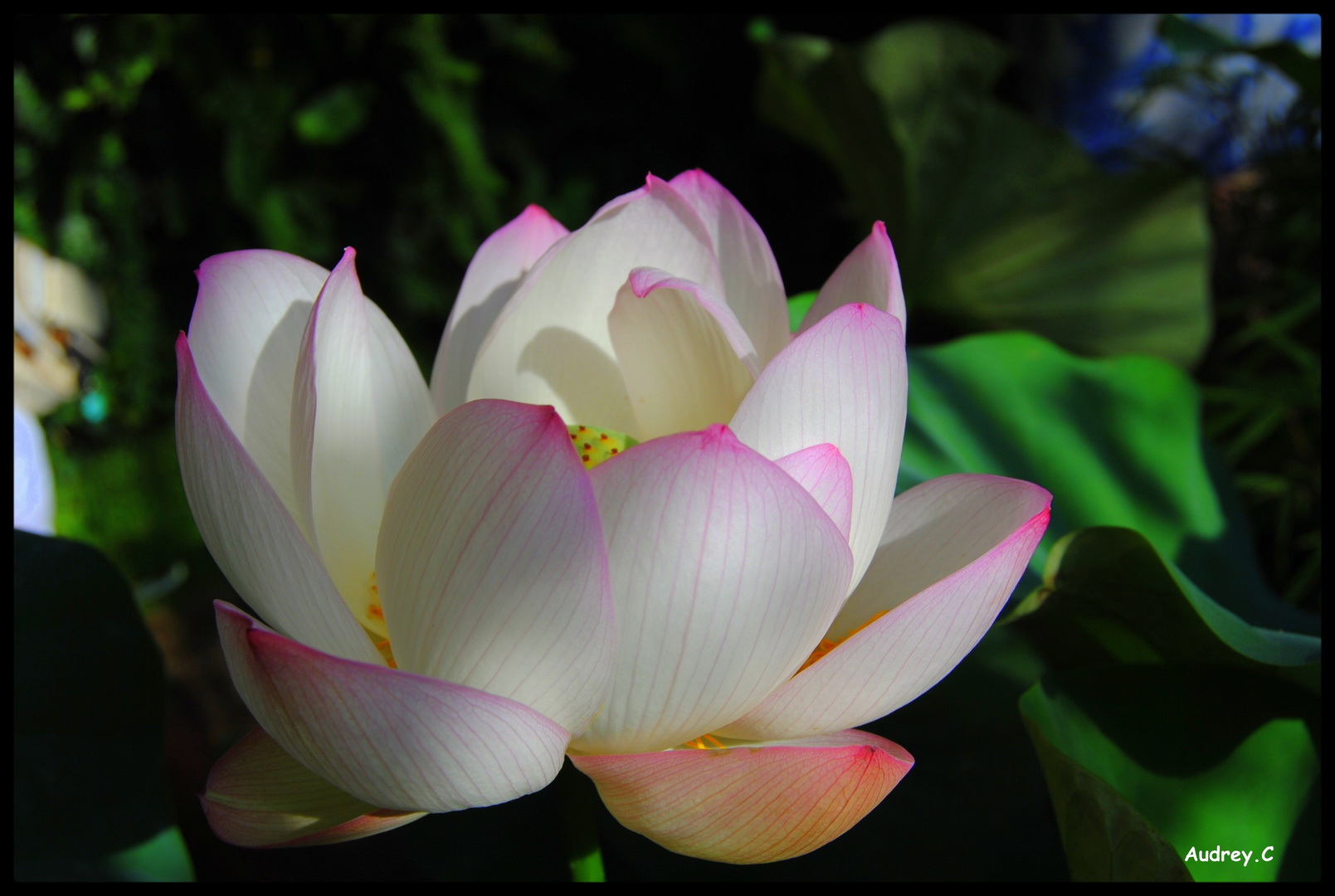 La fleur de lotus !!!!! photo et image | fleurs, nature Images ...