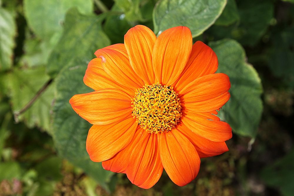 la fleur orange ! photo et image | animations photographiques, un jour ...