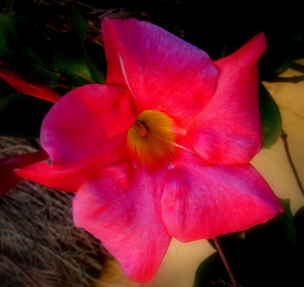 La Flor de Campana Imagen & Foto | plantas, flores, naturaleza Fotos de ...