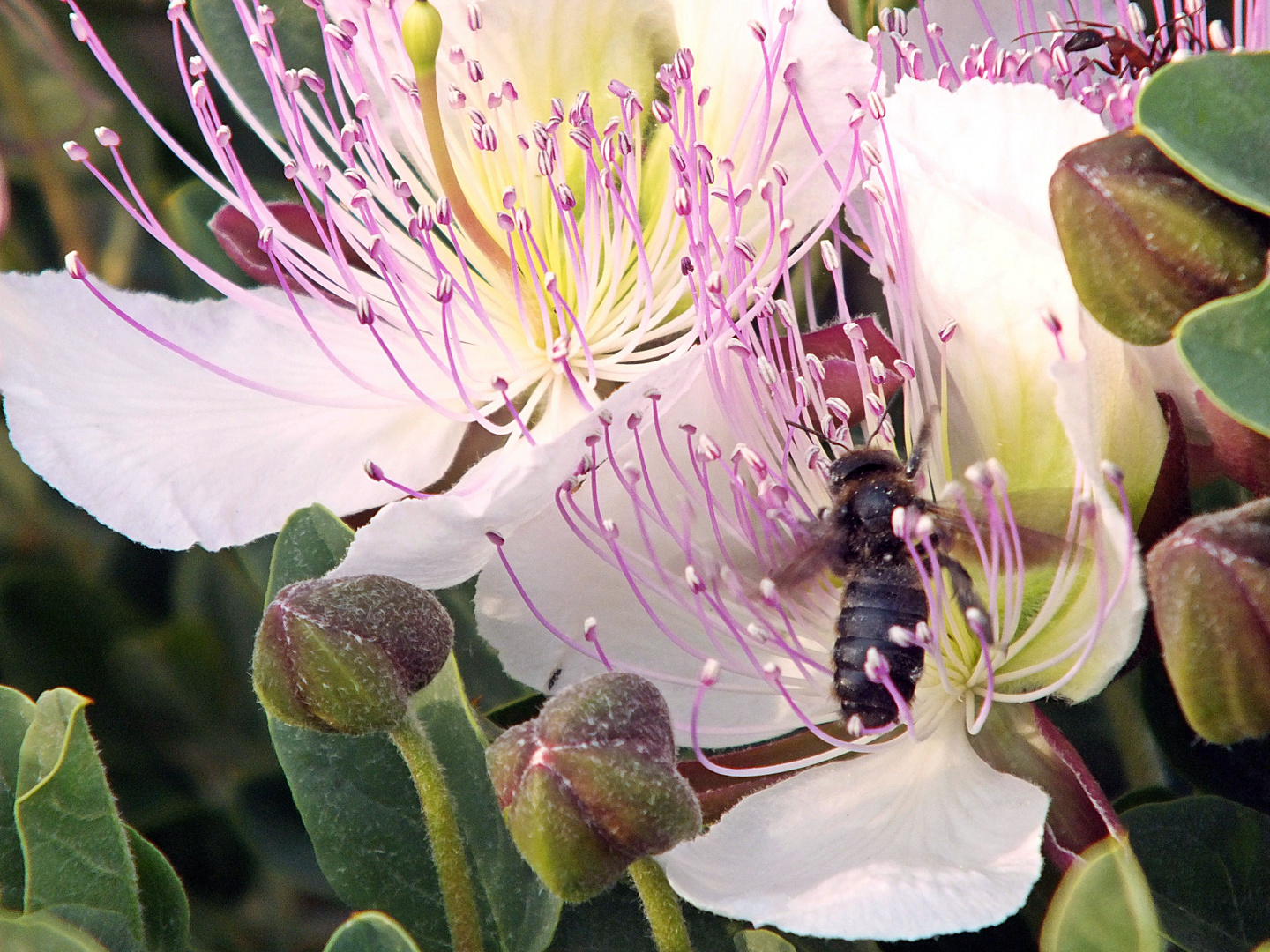 La flor de la alcaparra tiene visita. Imagen & Foto | plantas, flores ...