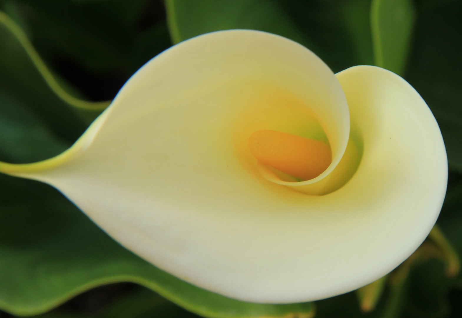 LA FLOR DE LA CALA Imagen & Foto | plantas, flores, naturaleza Fotos de ...