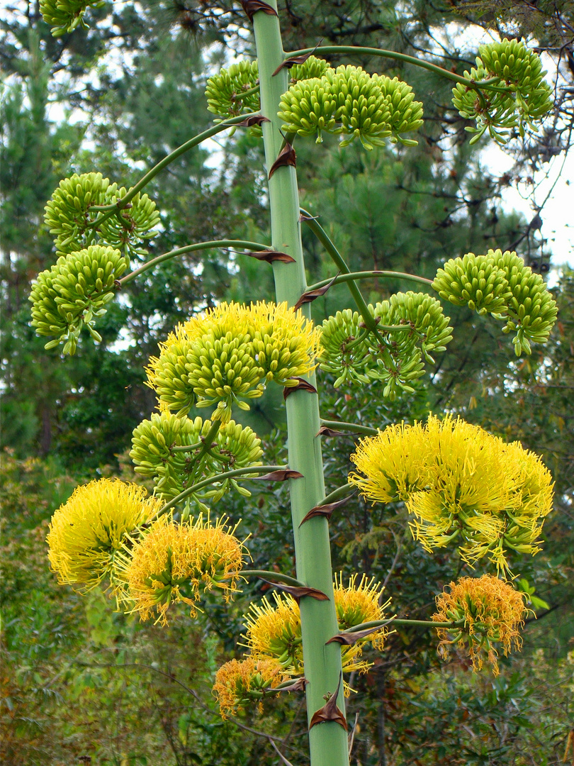 La flor del maguey Imagen & Foto | plantas, flores, naturaleza Fotos de ...