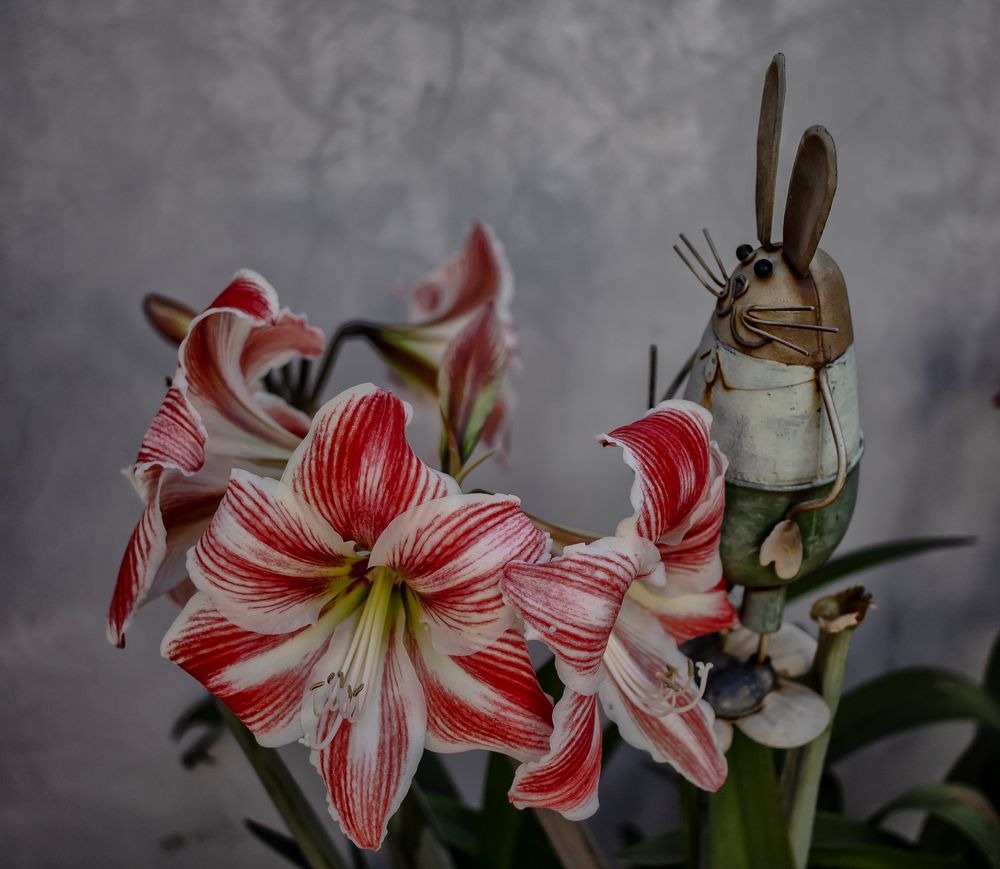 La flor y el conejo Imagen & Foto | fotos, blume, flor Fotos de ...