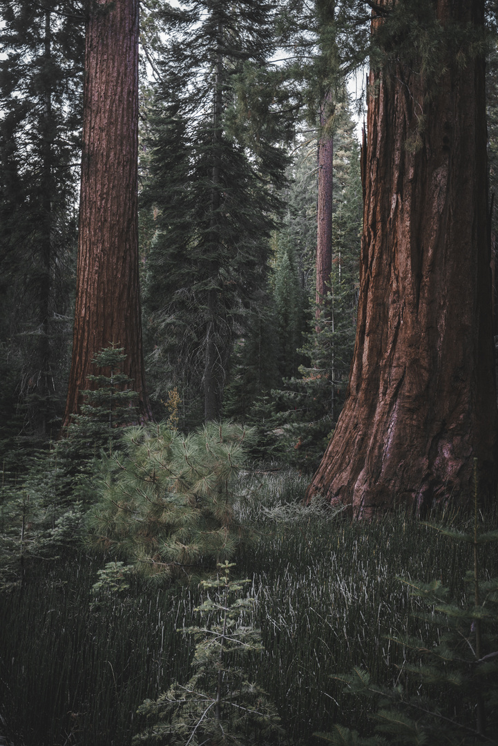 La forêt des Géant #1 photo et image | north america, on the road ...