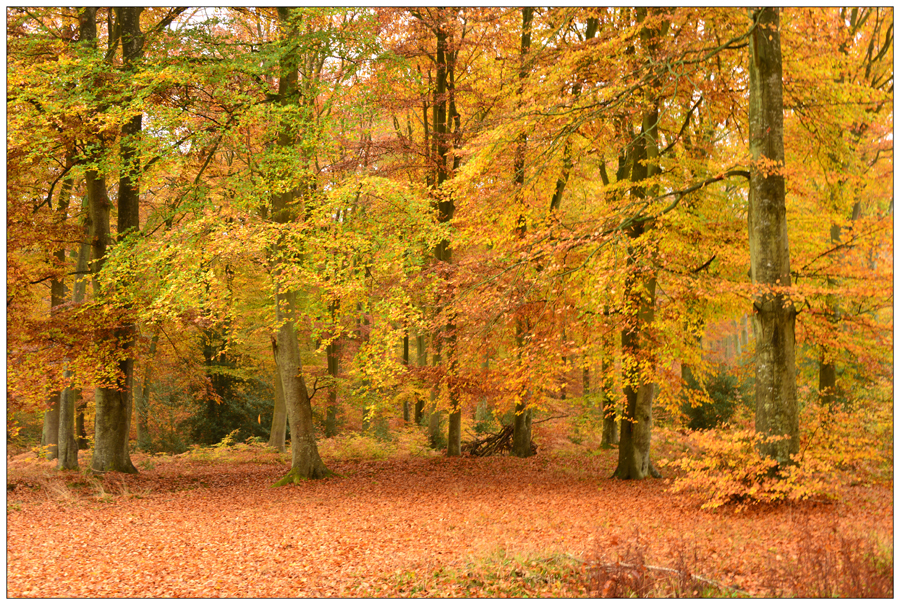 La forêt en automne photo et image | les saisons, automne, nature ...