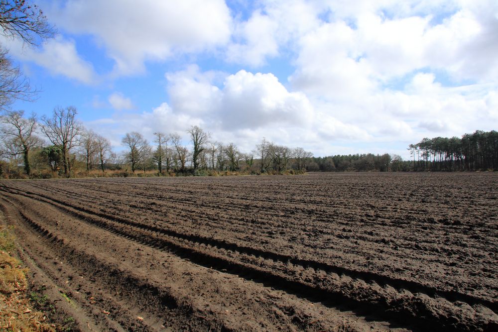 "La forêt vierge" photo et image | paysages, paysages de campagne, raz ...