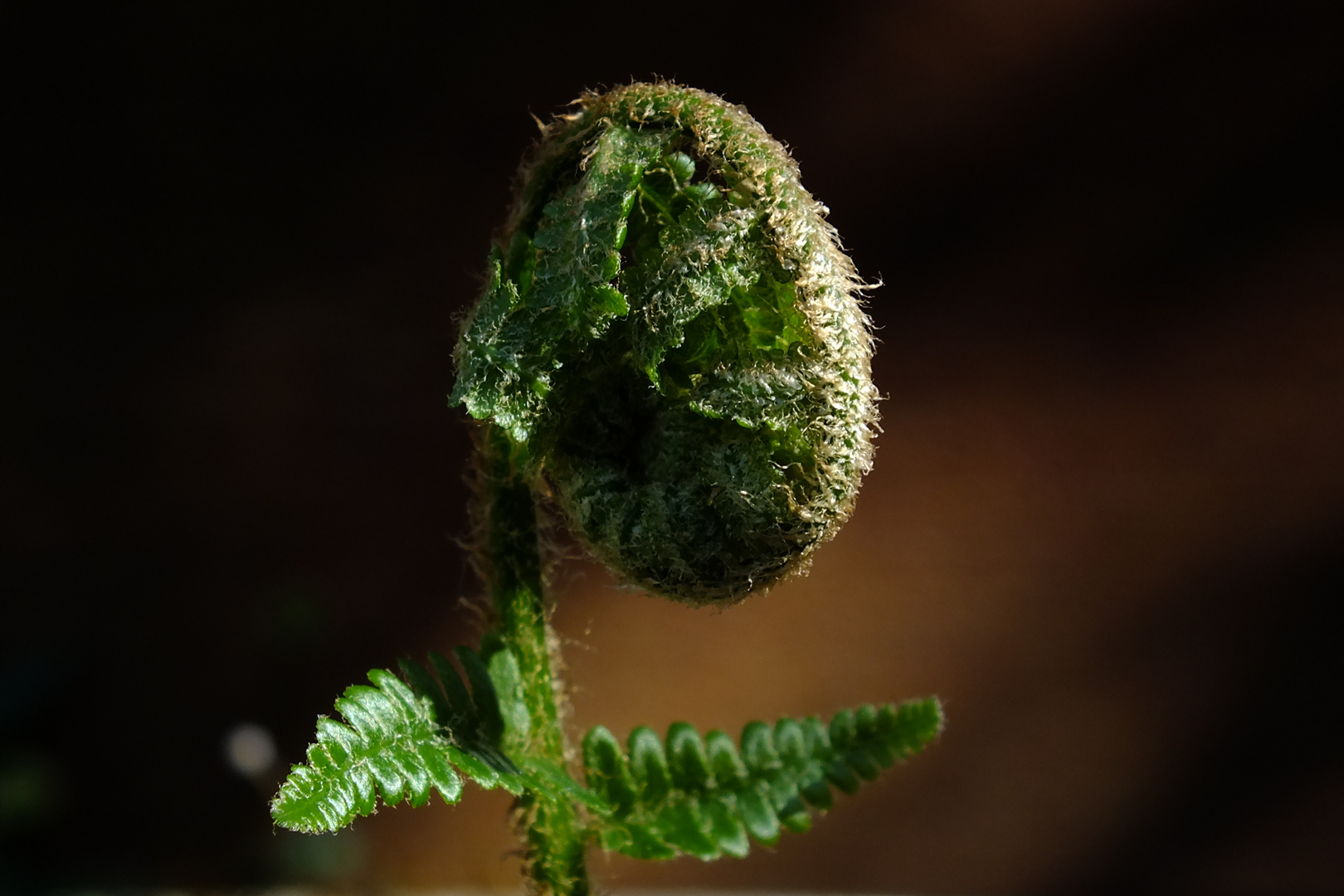 La fougère photo et image | divers, jardins, la nature simplement ...