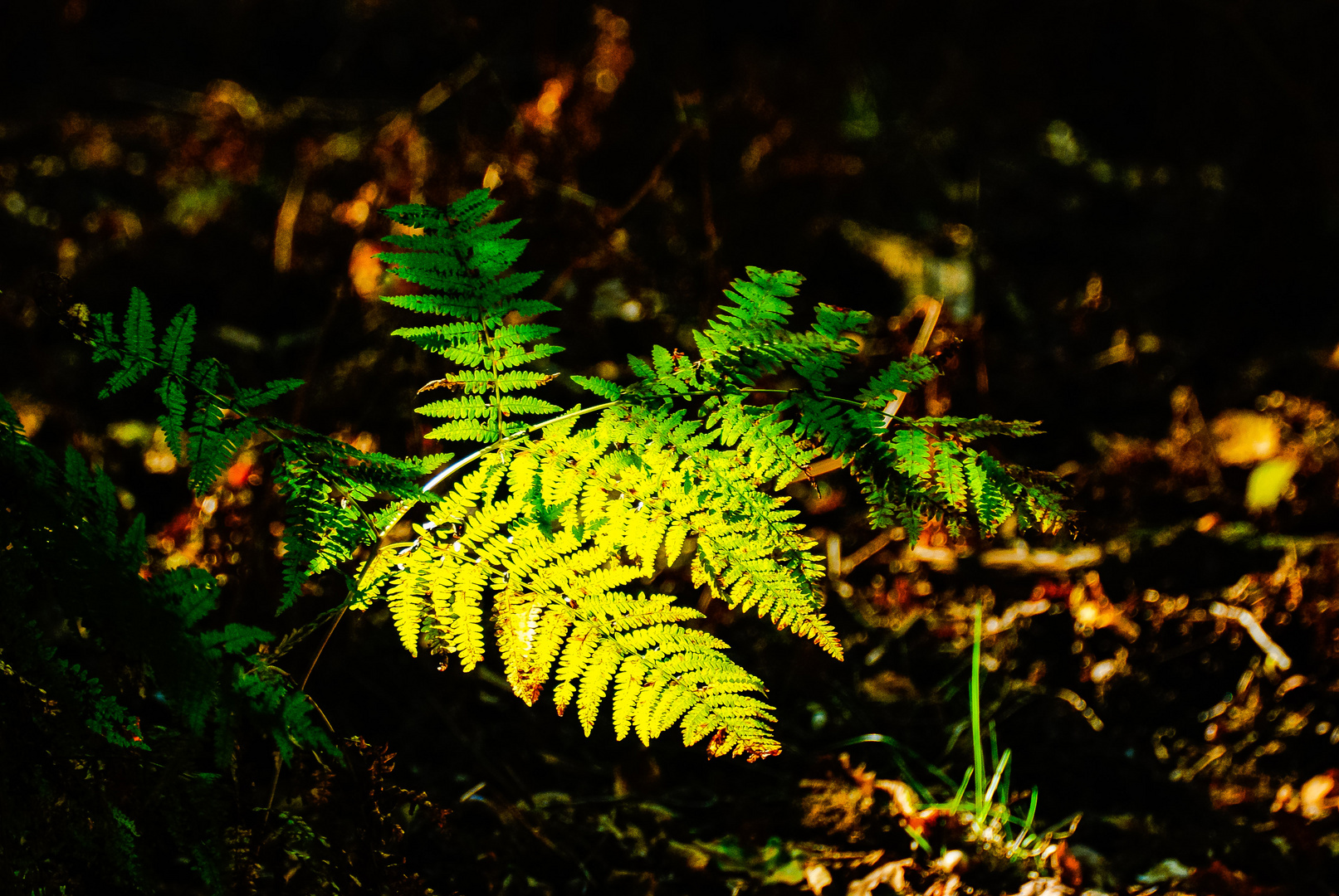la fougère photo et image | france, nature, world Images fotocommunity