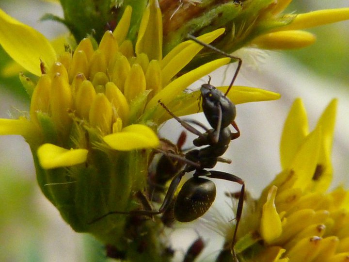 LA FOURMIE photo et image | macro nature, macro insectes, fourmie ...