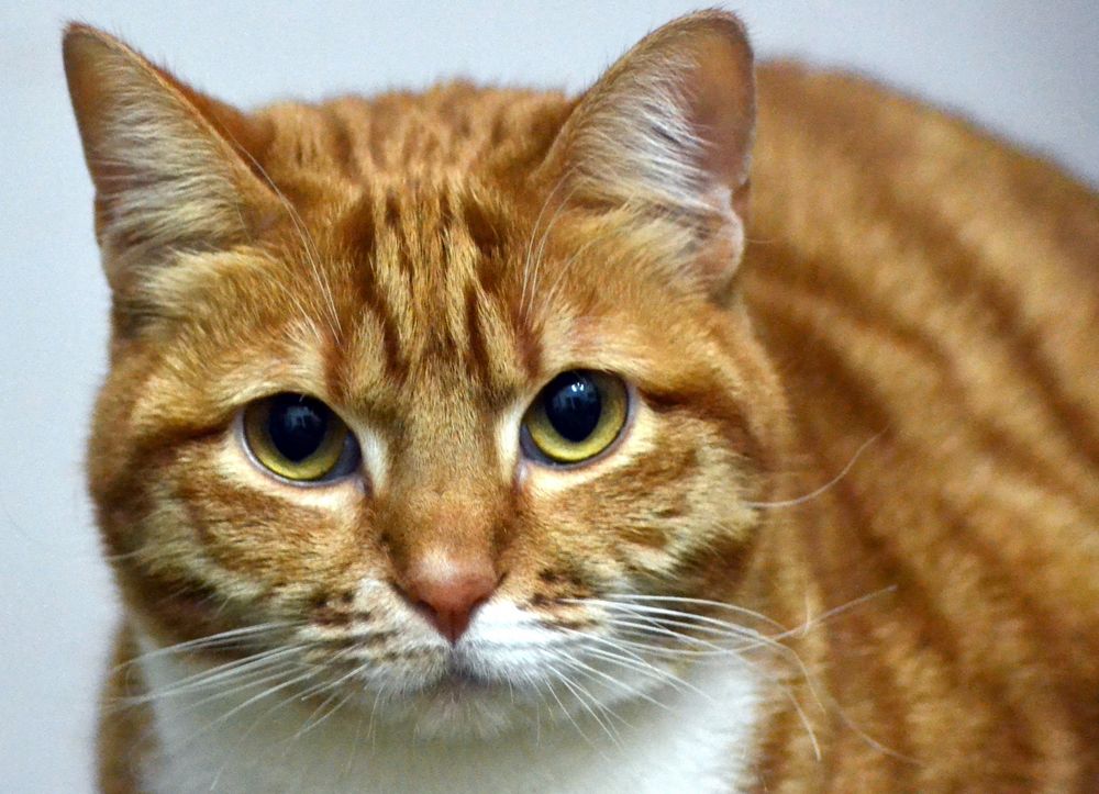 La gatta Foto % Immagini| fotos, italy, ritratto Foto su fotocommunity