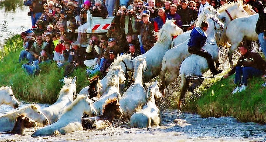 La gaze! photo et image | nature, camargue, animaux Images fotocommunity