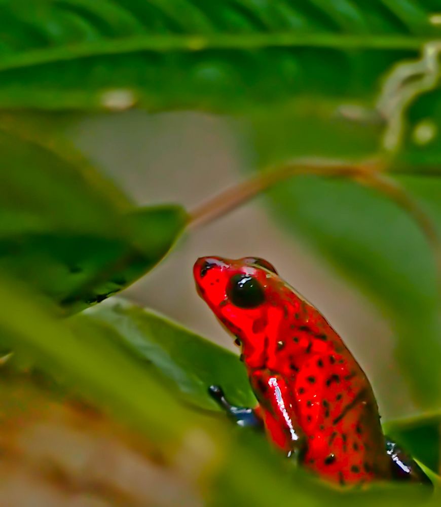 la grenouille des fraises photo et image | nature, animaux, grenouilles ...