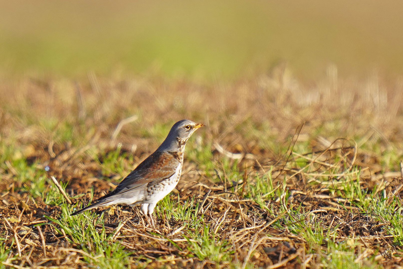 La grive litorne photo et image | nature, animaux, oiseaux Images ...
