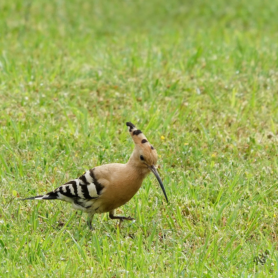 La huppe fasciée... photo et image | animaux, animaux sauvages, oiseaux ...