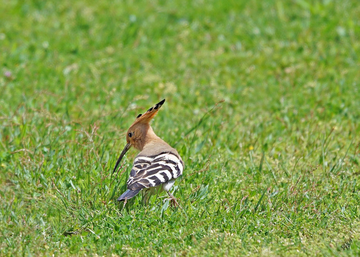 La huppe fasciée... photo et image | nature, animaux, oiseaux Images ...