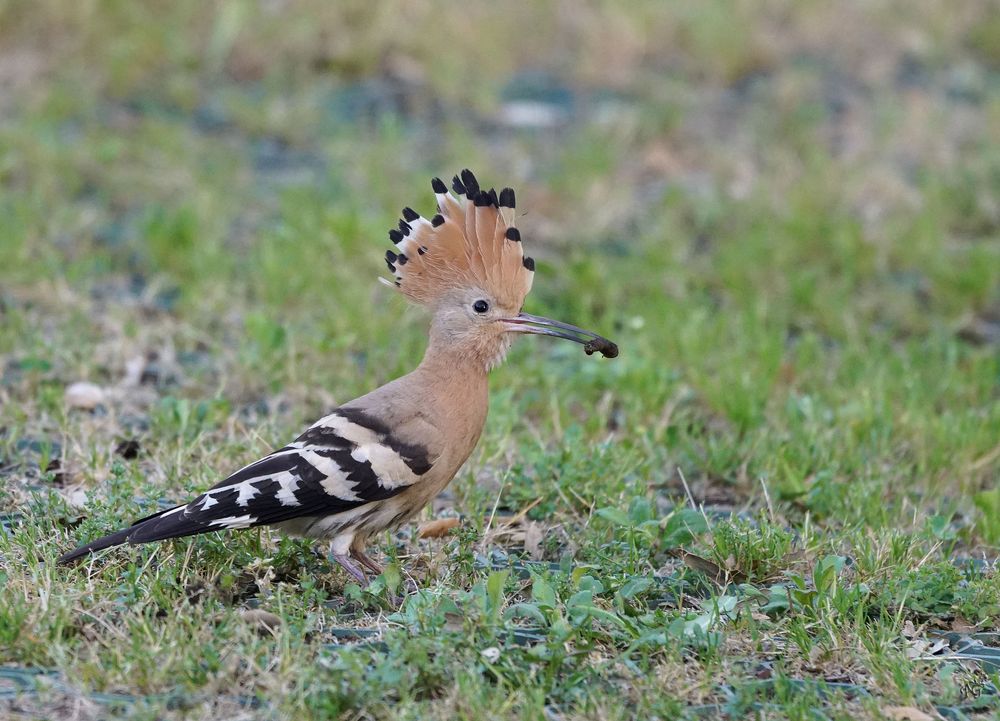 La huppe fasciée photo et image | animaux, animaux sauvages, oiseaux ...