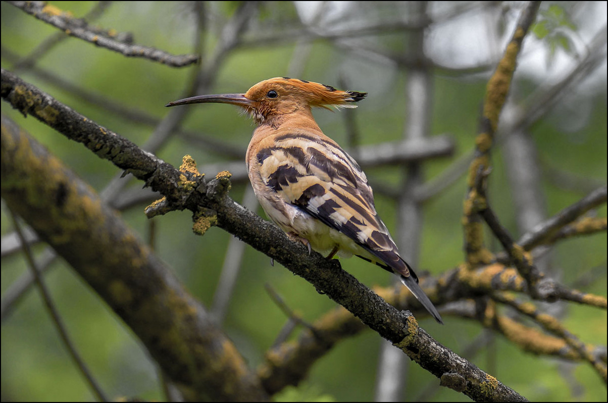 La Huppe fasciée photo et image | animaux, animaux sauvages, oiseaux ...
