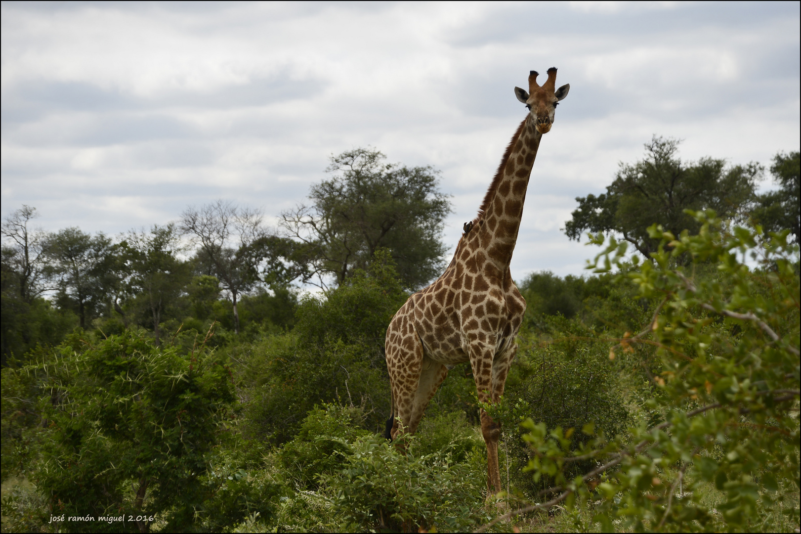 La jirafa Imagen & Foto | naturaleza, animales, paisajes Fotos de ...