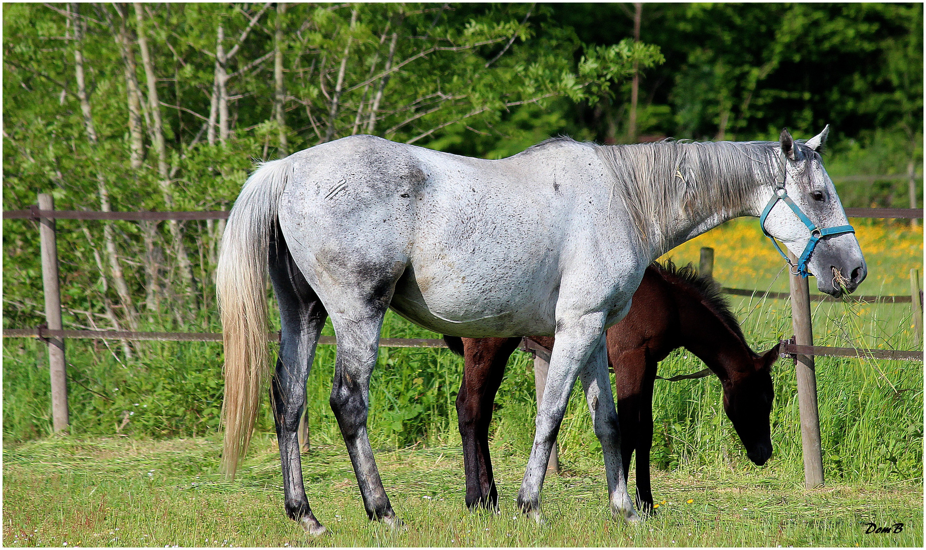 La jument et son petit photo et image | animaux, animaux domestiques ...