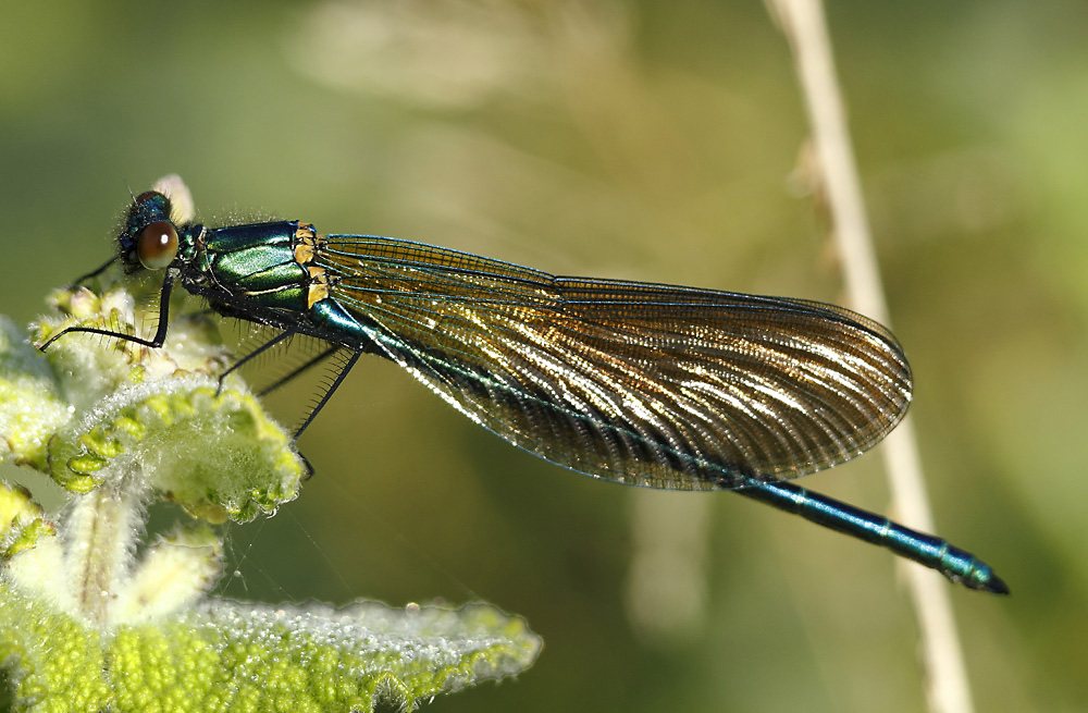 la libellule !!!! photo et image | macro nature, macro insectes ...