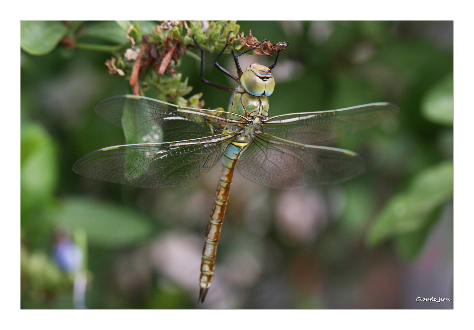 la Libellule photo et image | macro nature, macro insectes, libellules ...