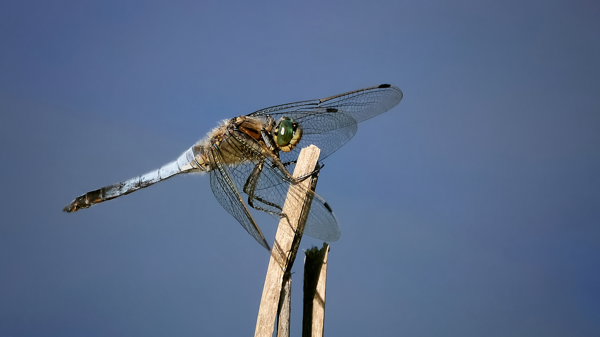 La libellule photo et image | macro nature, macro insectes, libellules ...