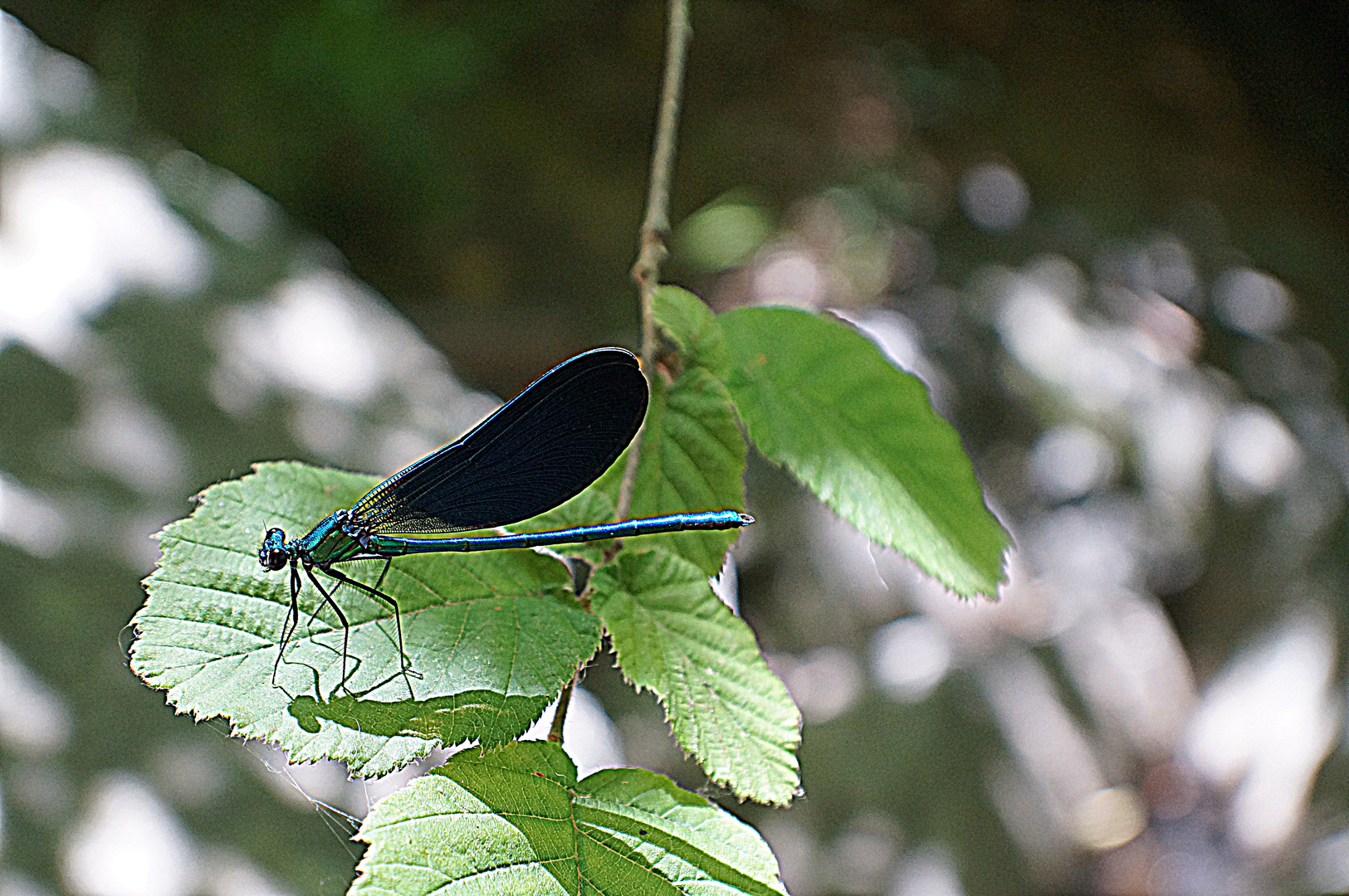 la libellule photo et image | macro nature, macro insectes, libellules ...