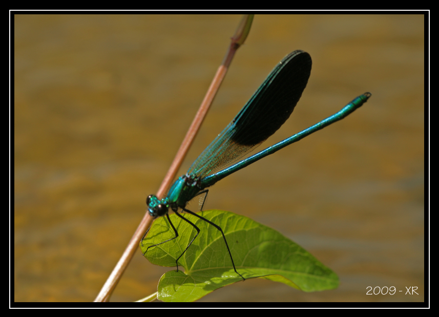 La Libellule photo et image | animaux, nature Images fotocommunity
