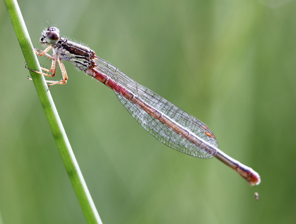 la libellule rouge !!! photo et image | macro nature, macro insectes ...
