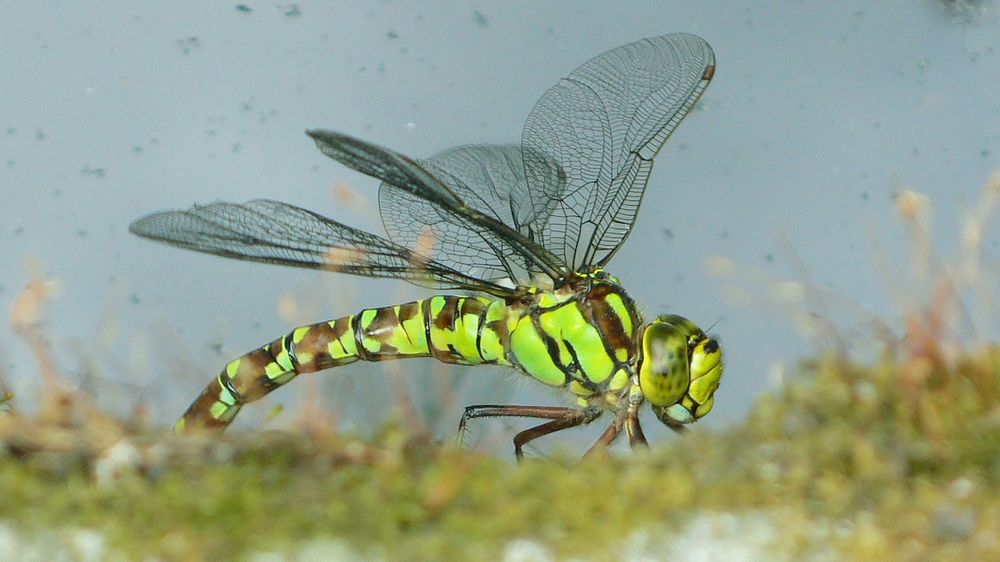 la libelulle verte..... photo et image | animations photographiques, un ...
