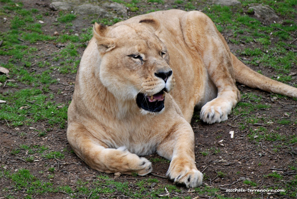 La lionne photo et image | animaux, animaux sauvages, bovidés à l'état ...