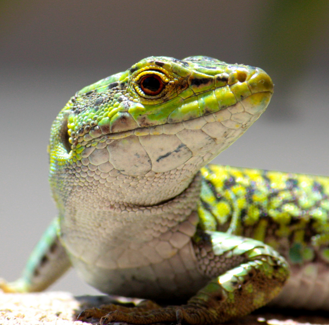 La lucertola al sole Foto % Immagini| macro e close up, altre macro ...