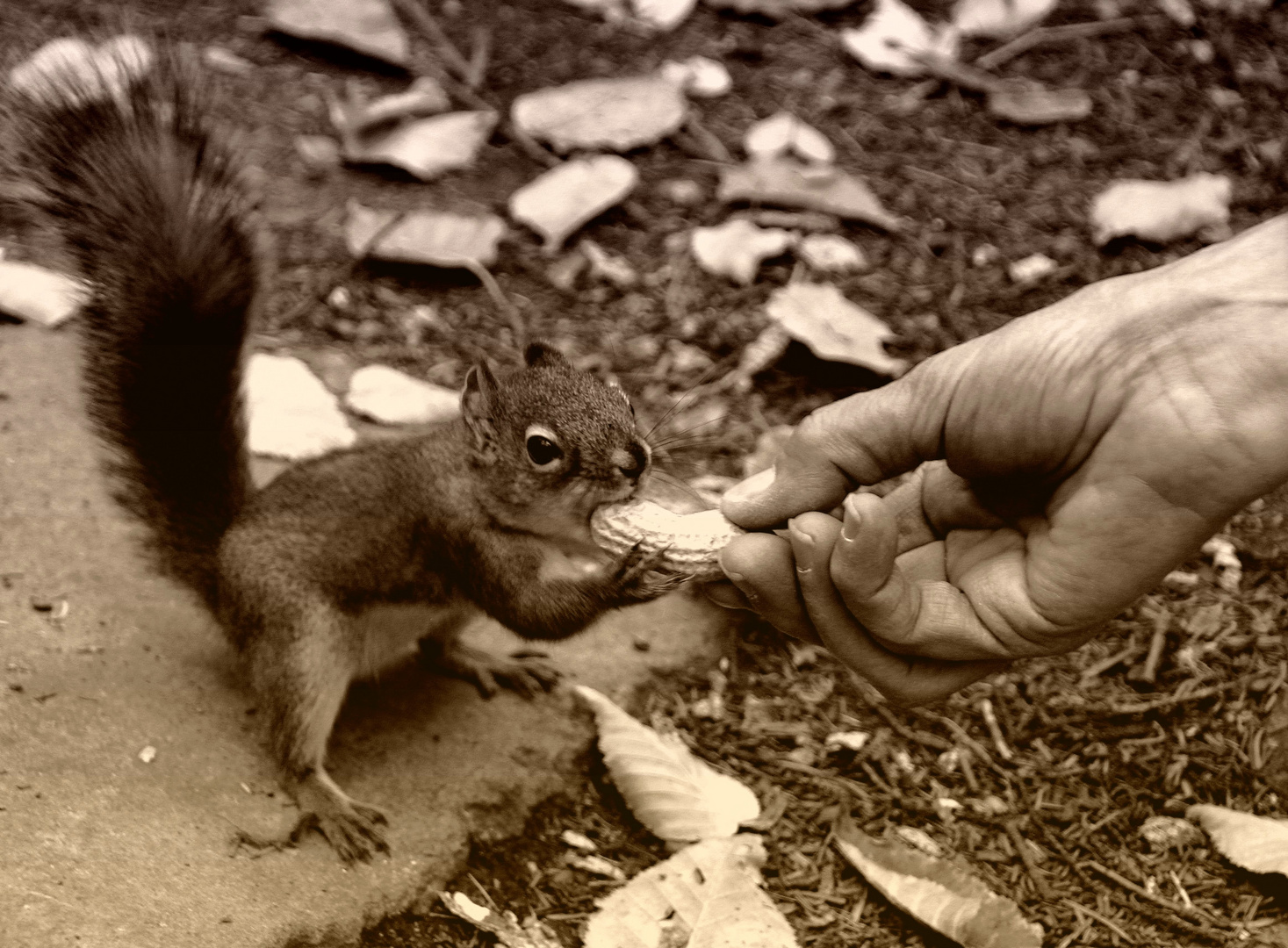 la main tendue !!!!!!!!!!!!!!!!!!!!!! photo et image | animaux, animaux ...