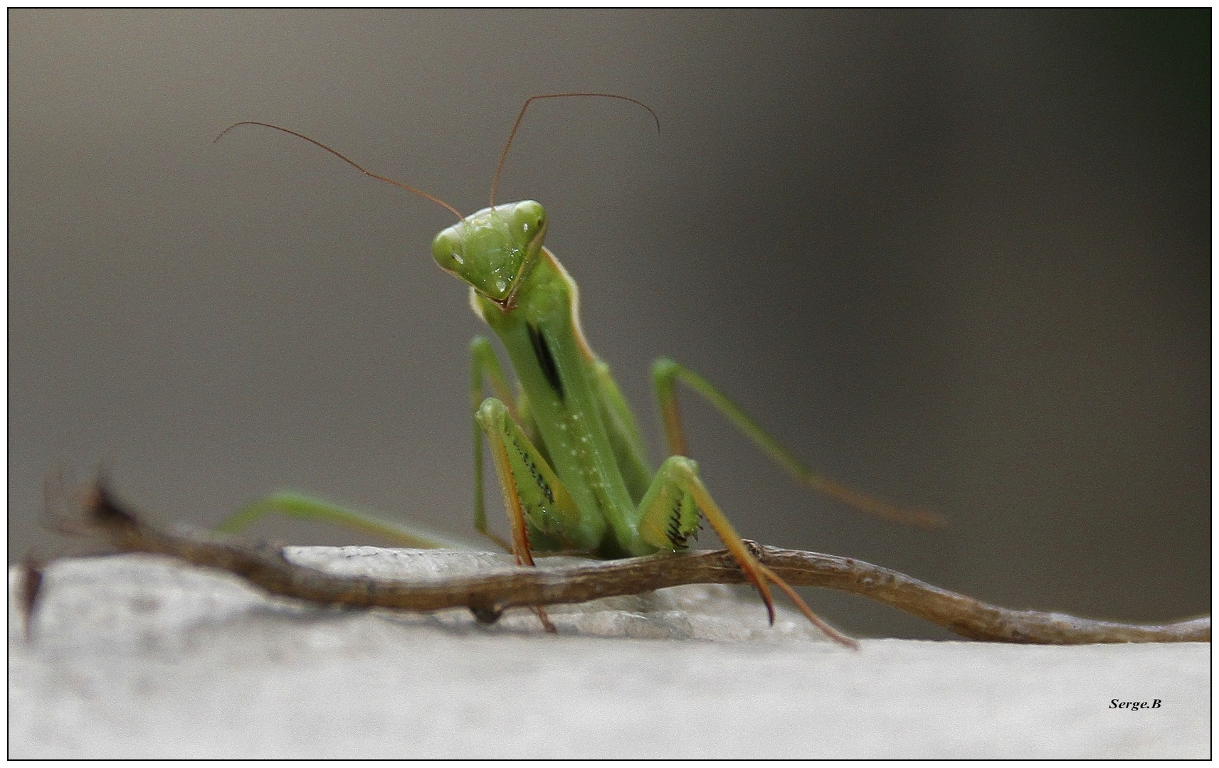 La Mante photo et image | macro nature, macro insectes, nature Images ...