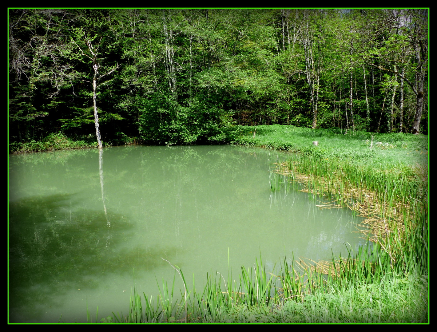 LA - MARE - VERTE photo et image | europe, france, franche-comté Images ...