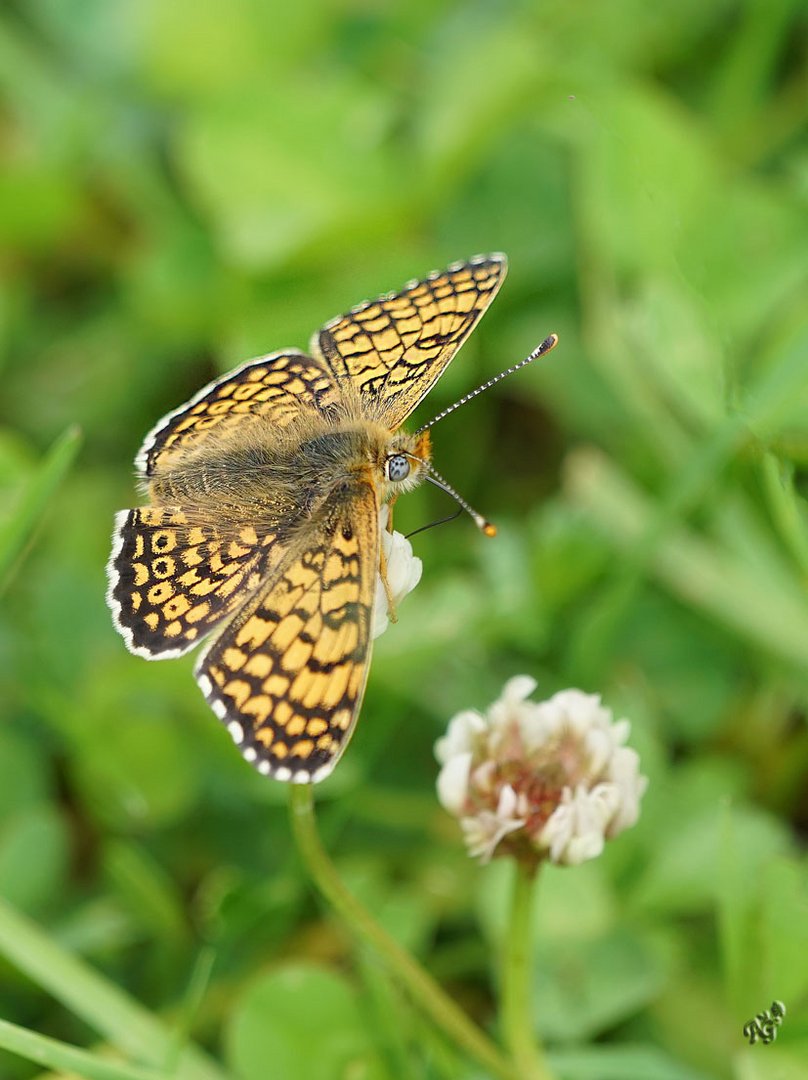 La mélitée photo et image | macro nature, macro insectes, papillons ...
