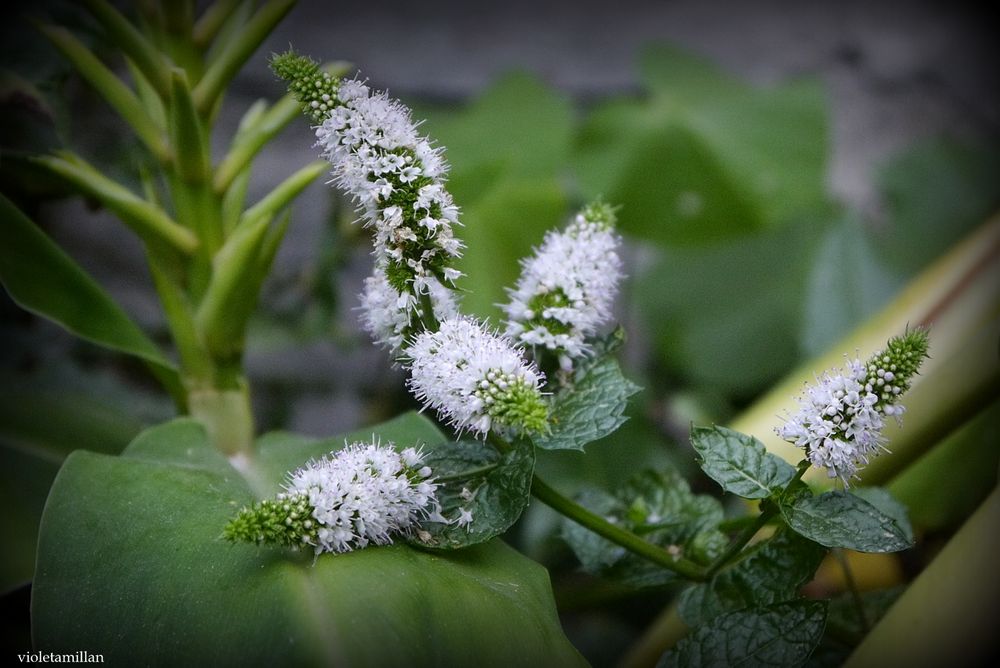 LA MENTA Y SUS FLORES Imagen & Foto | naturaleza diversa , plantas ...