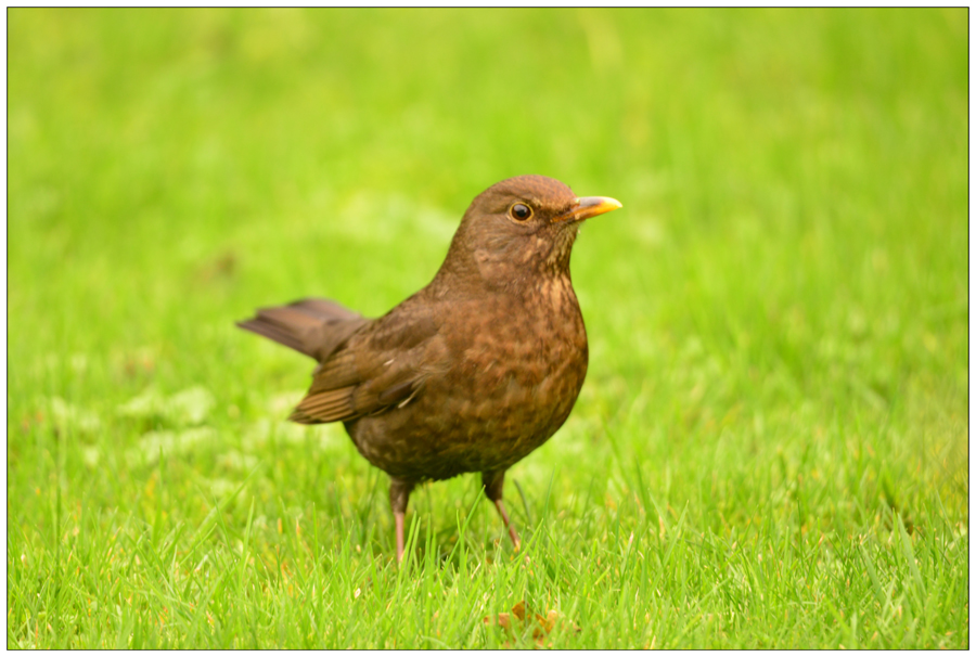 La merlette photo et image | animaux, animaux sauvages, oiseaux Images ...