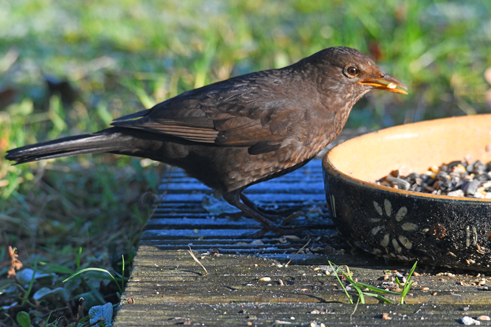 La merlette à table photo et image | animaux, animaux sauvages, oiseaux ...
