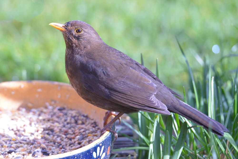 La merlette a toujours faim ! photo et image | animaux, animaux ...
