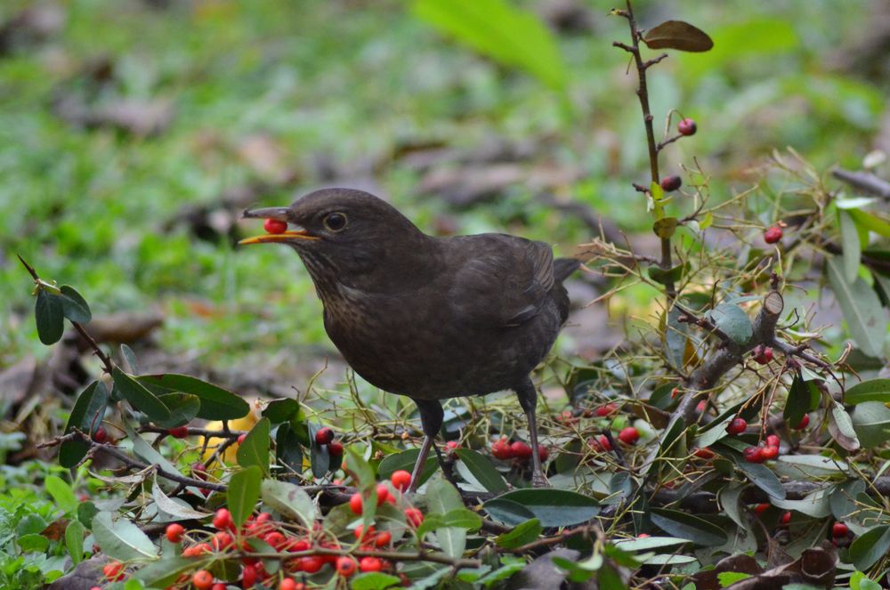 la merlette gourmande photo et image | animaux, animaux sauvages ...
