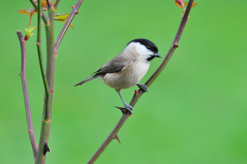 La mésange nonnette photo et image | animaux, animaux sauvages, oiseaux ...
