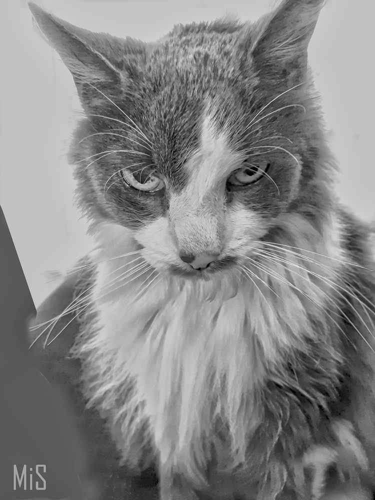 La mirada atenta de Musha Imagen & Foto | fotos, cat, animales Fotos de ...