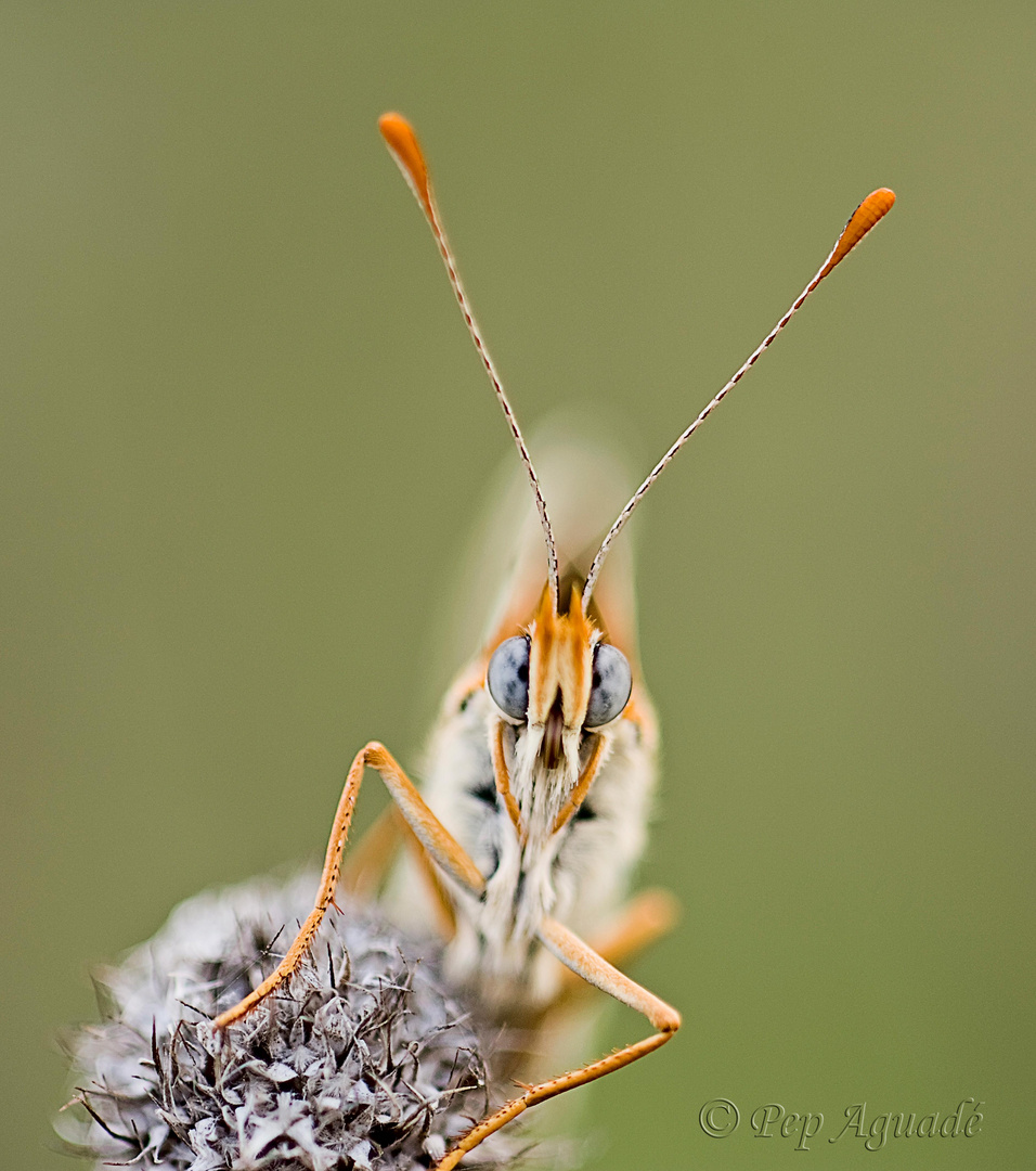 La Mirada de la papallona Imagen & Foto | animales, invertebrados ...
