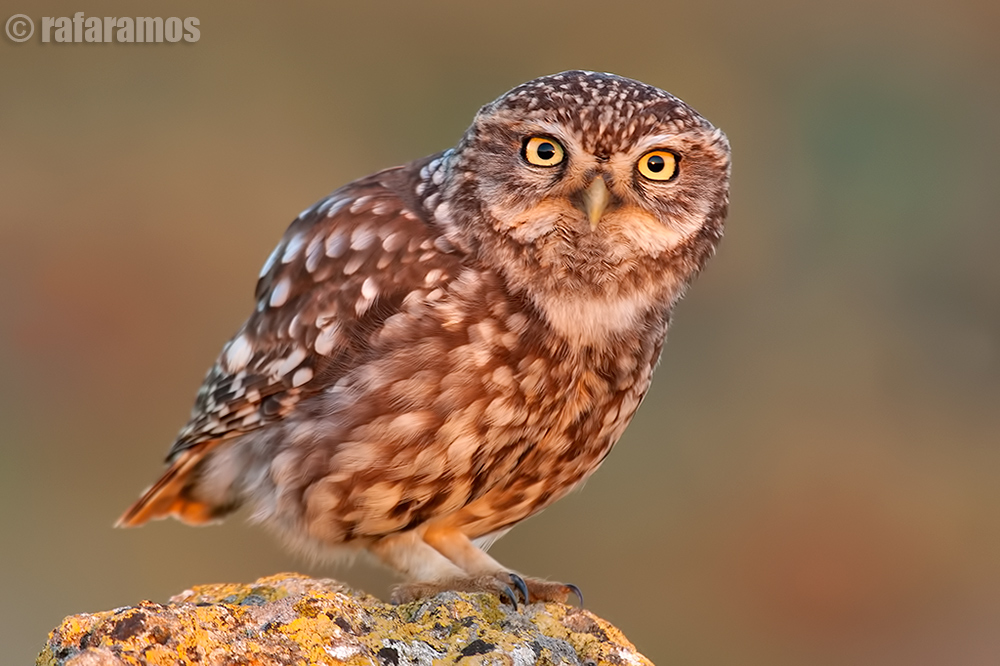 LA MIRADA DEL MOCHUELO Imagen & Foto | animales, aves, naturaleza Fotos ...