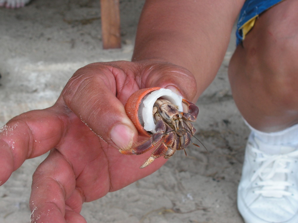 La moraleja del cangrejo ermitaño Imagen & Foto | animales, animales ...