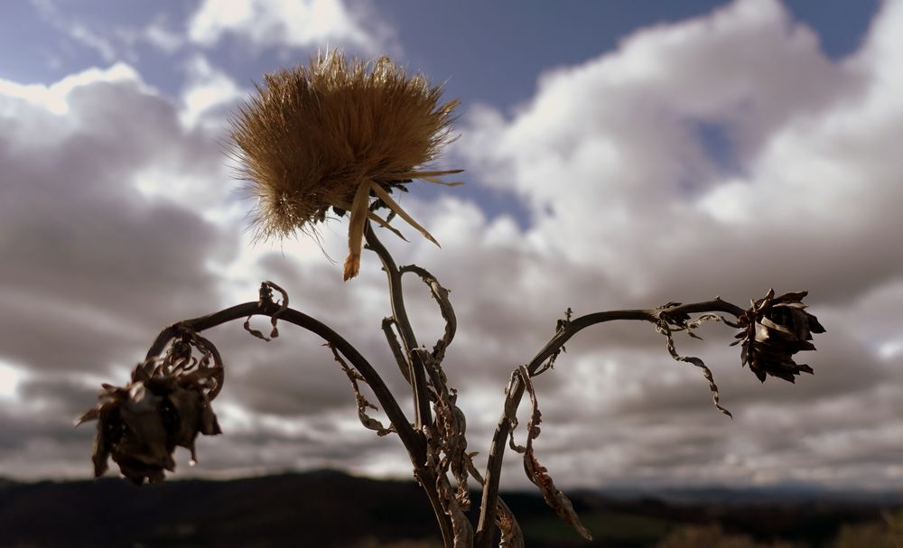 La morta stagione Foto % Immagini| still life, dettagli e particolari ...